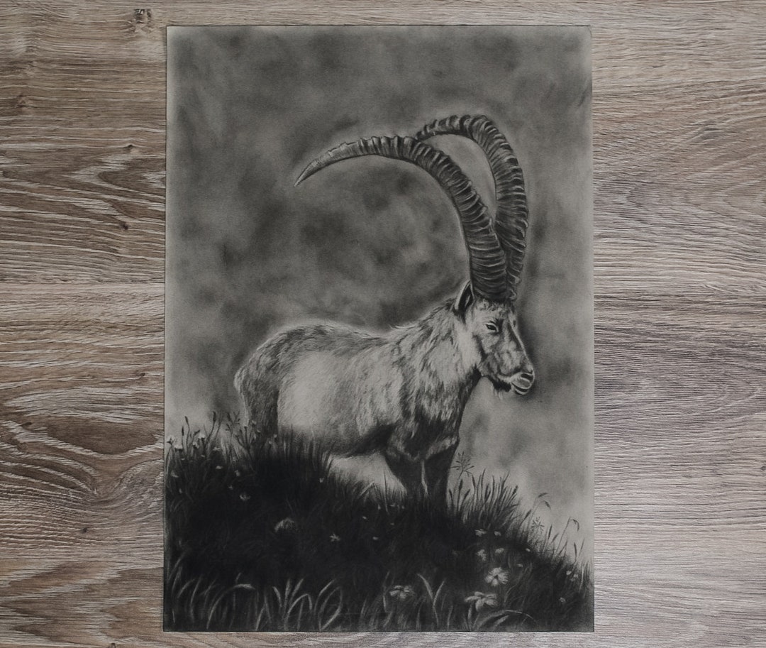 Alpine Ibex capra Ibex Charcoal Drawing Alpine Ibex - Etsy