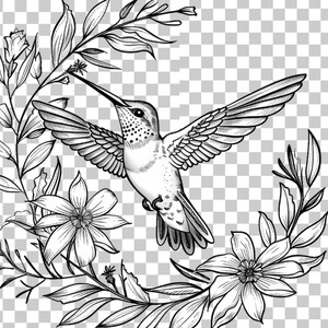 Hummingbird Line Art, 43 PNG Set, Black and White Hummingbirds With ...