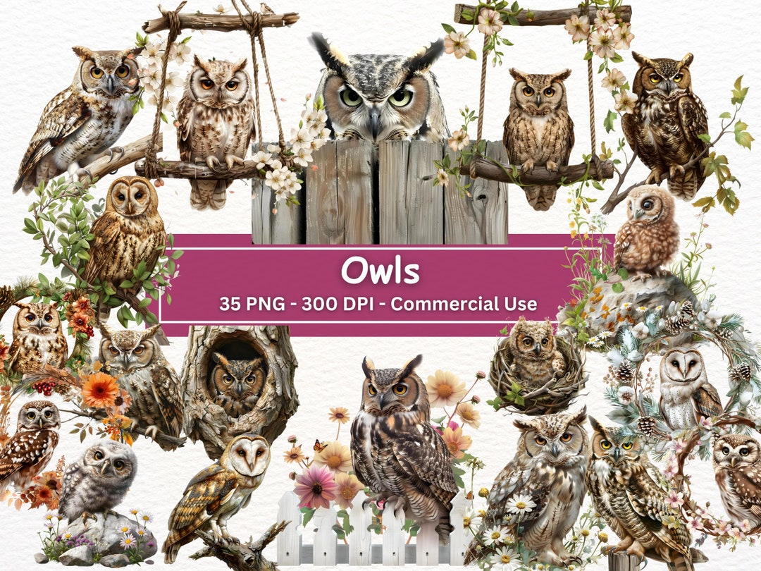 Owls Clipart Bundle, 35 PNG Set, Wildlife Bird Illustrations, Parrot ...