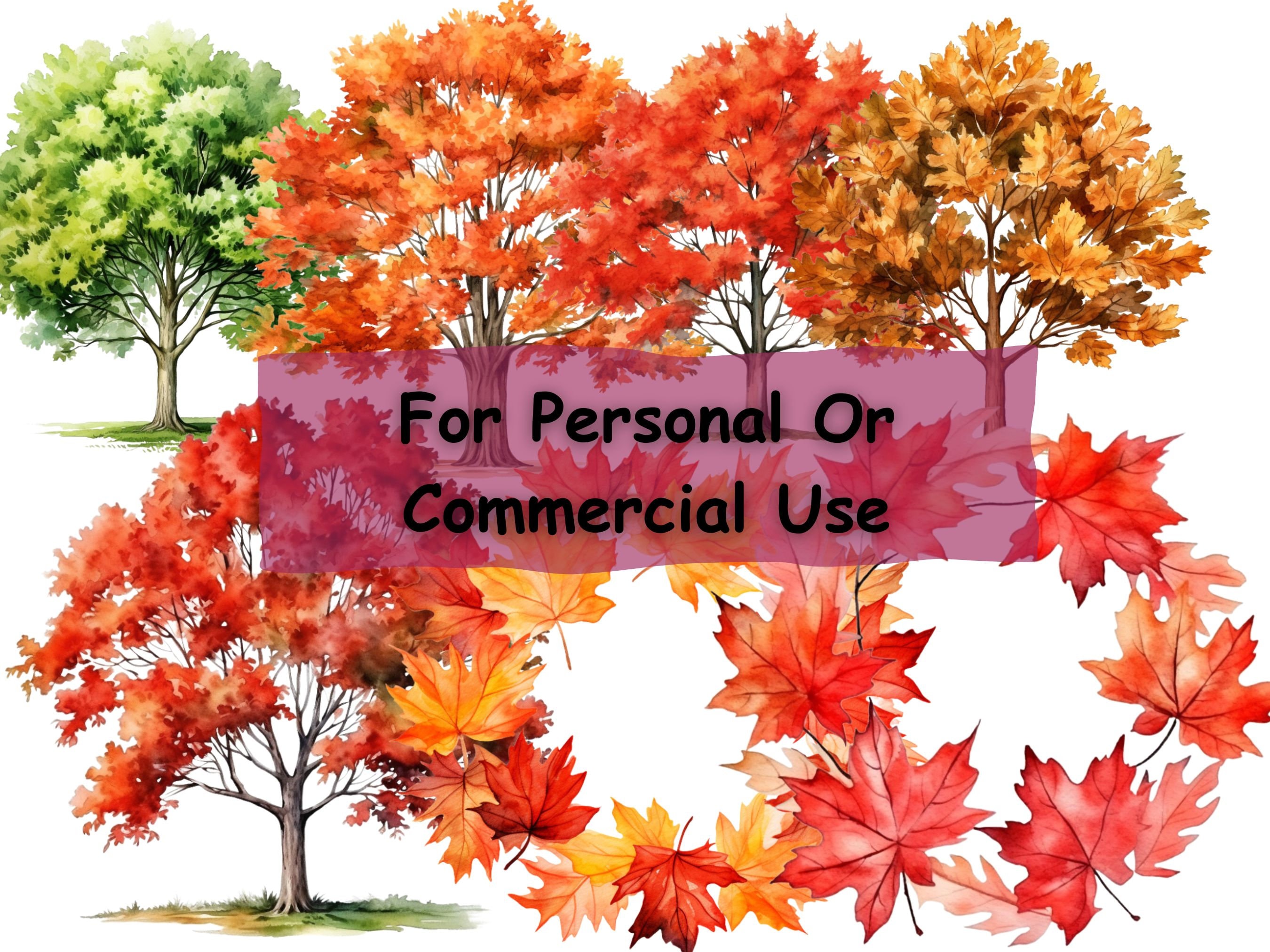 Watercolor Maple Trees Clipart 19 PNG Bundle Botanical Art - Etsy