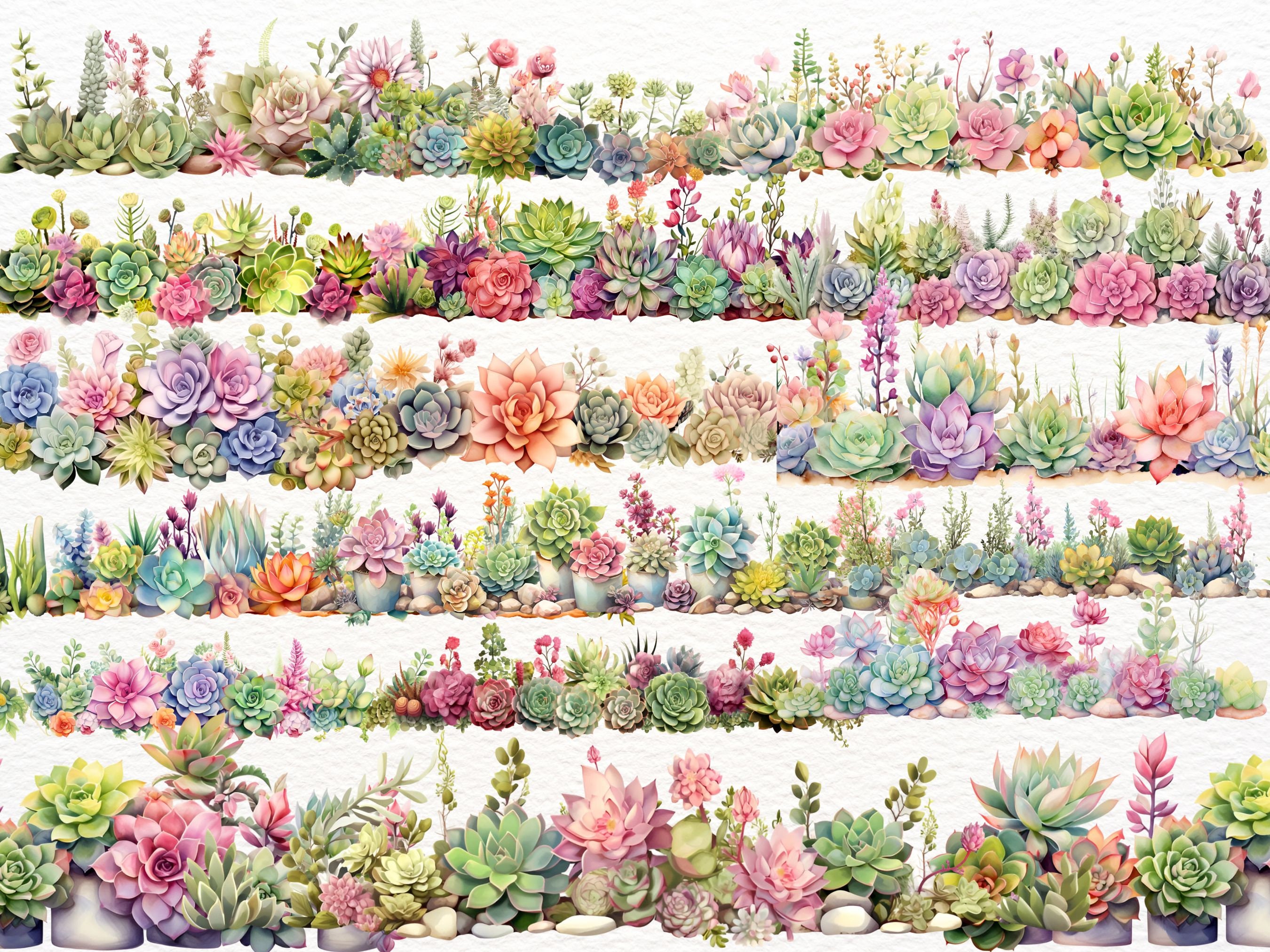 Watercolor Succulent Borders Bundle, Set of 0f 40 Pngs, Plants, Garden ...