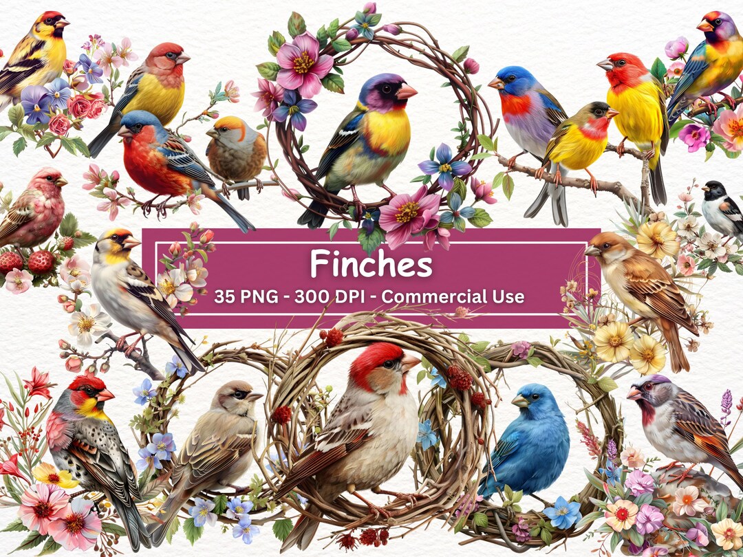 Finches Clipart Bundle, 35 PNG Set, Wildlife Bird Illustrations, Pet ...