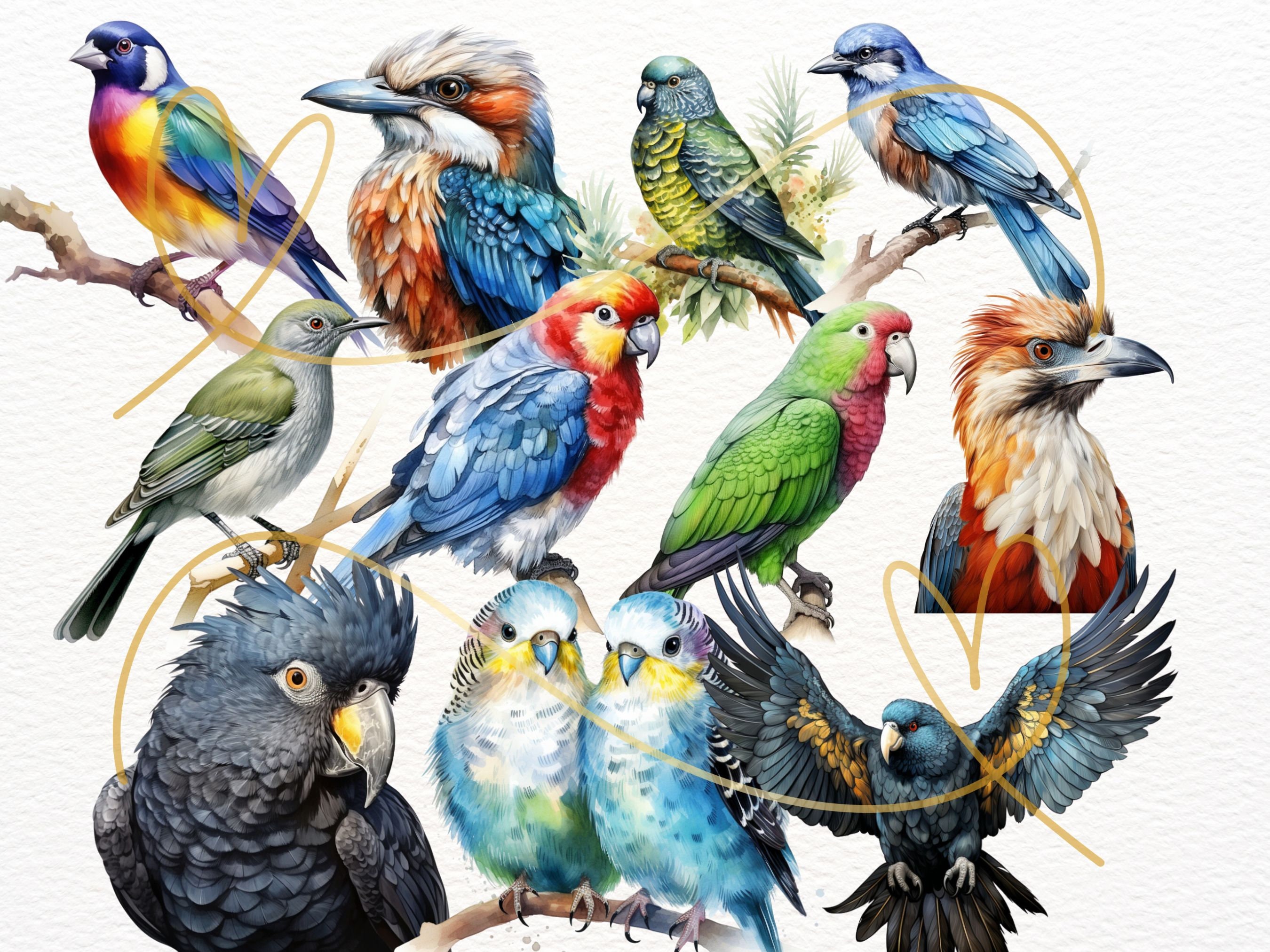 Australian Birds Clipart Bundle, PNG Set of 35, Aussie Wildlife Bird ...