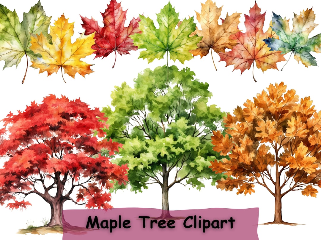 Watercolor Maple Trees Clipart, 19 PNG Bundle, Botanical Art, Digital ...