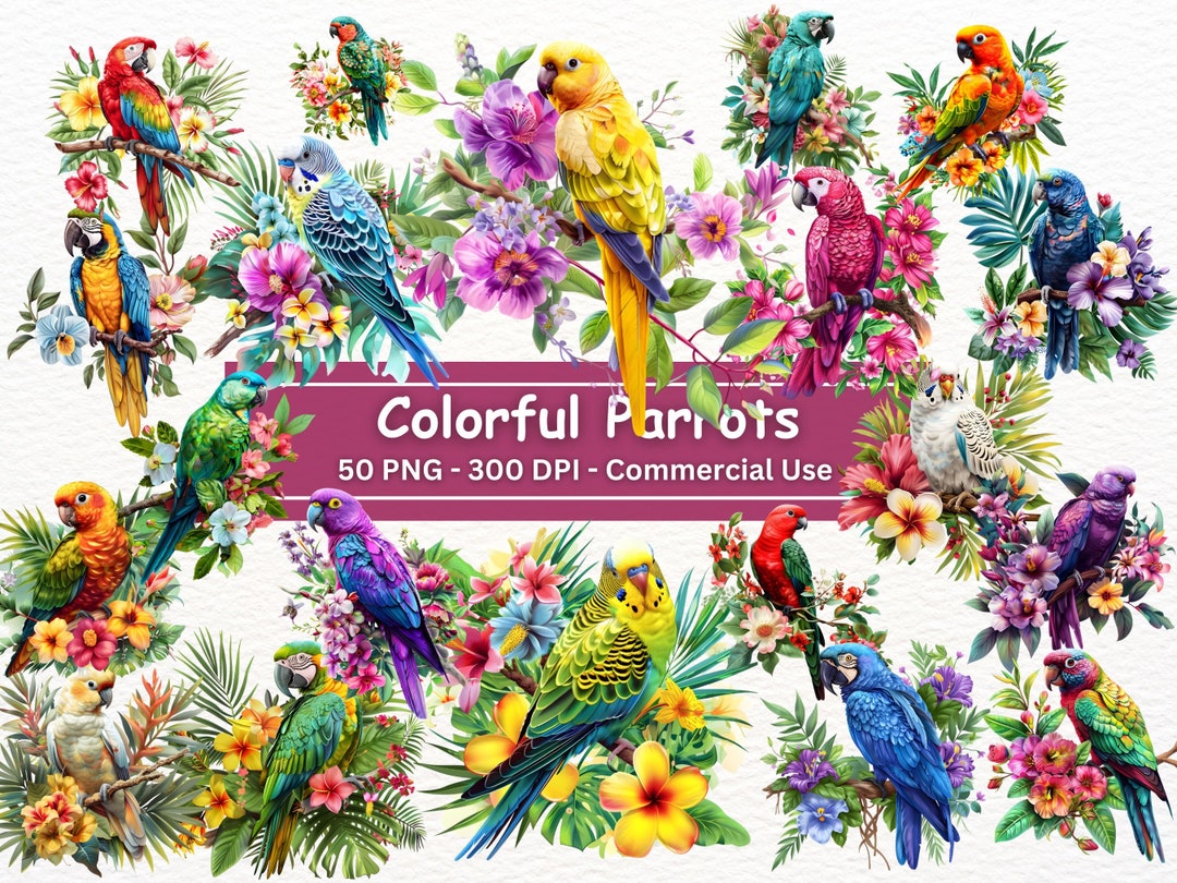 Parrots Clipart Bundle, 50 PNG Set, Wildlife Bird Illustrations, Parrot ...