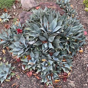 Cold Hardy Agave - Etsy