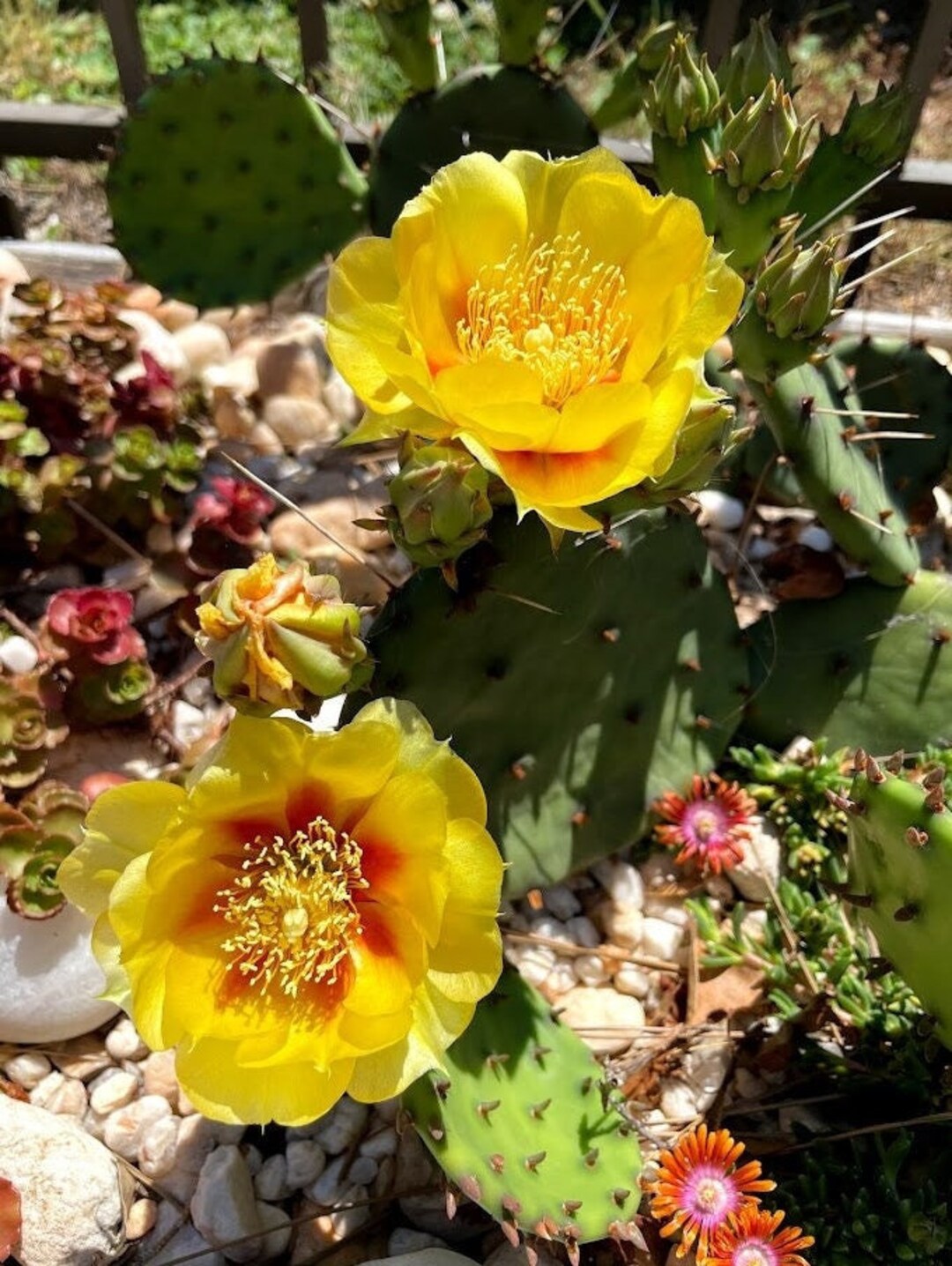 Opuntia Caespitosa (eastern Prickly Pear Cactus) - Etsy