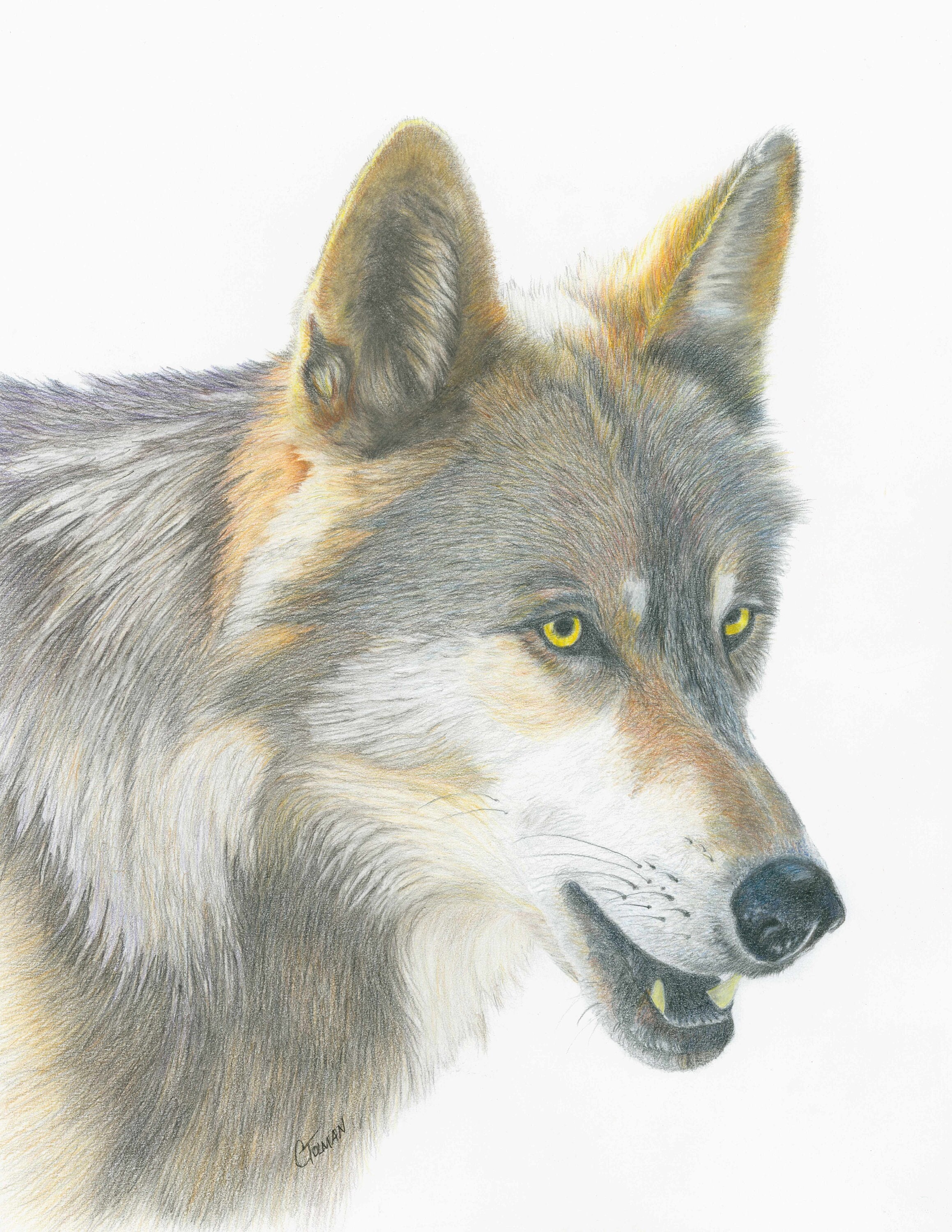 Pencil Drawings Of Wolves With Wings