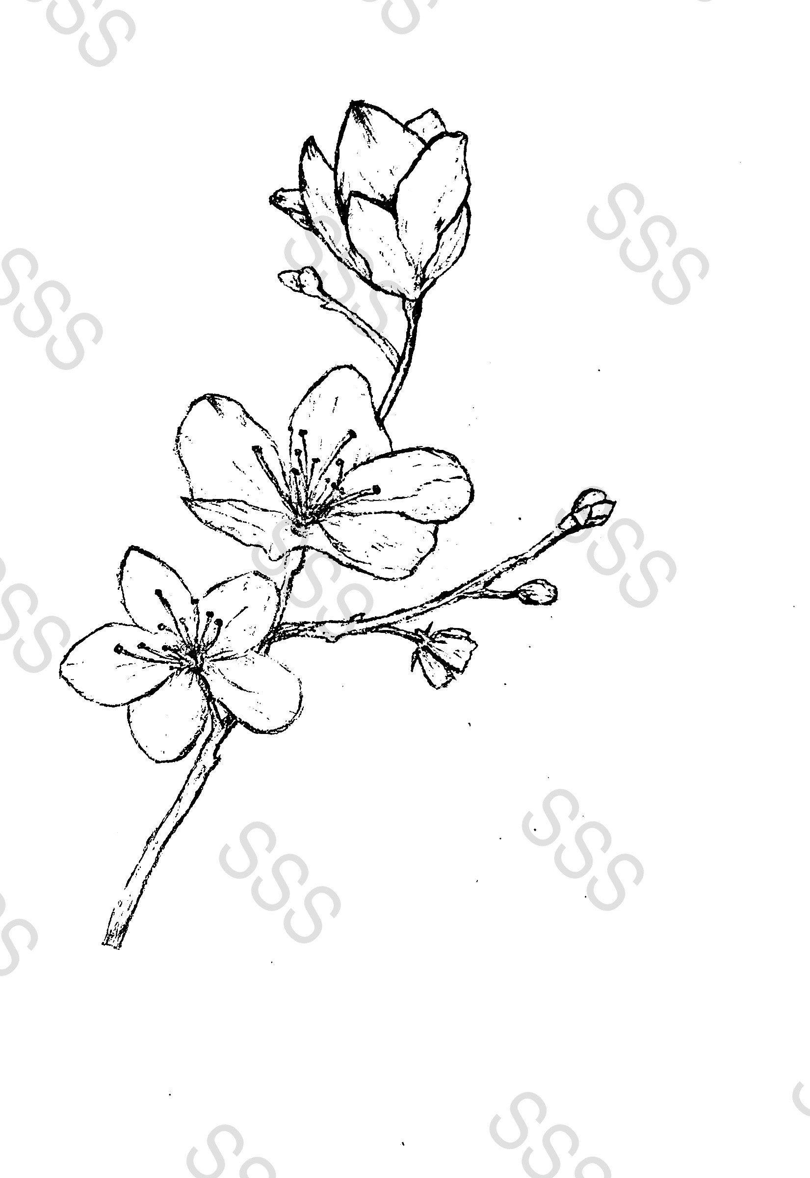 Flower Art, Flower Sketch, Pencil Drawing - Etsy