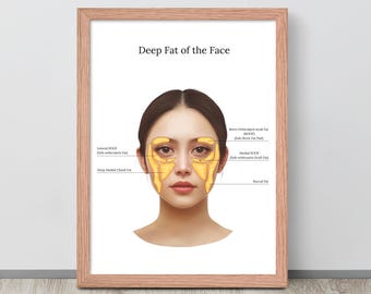 Deep Fat Pads the Face | Botox & Filler Injector | Anatomy | Art ...