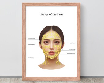 Nerves of the Face | Botox & Filler Injector | Aesthetic Practice ...