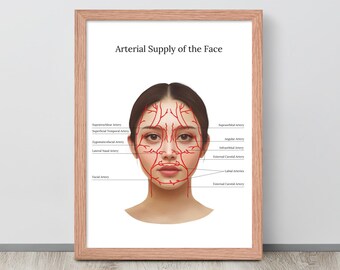 Blood Vessels the Face | Botox & Filler Injector | Facial Arteries ...