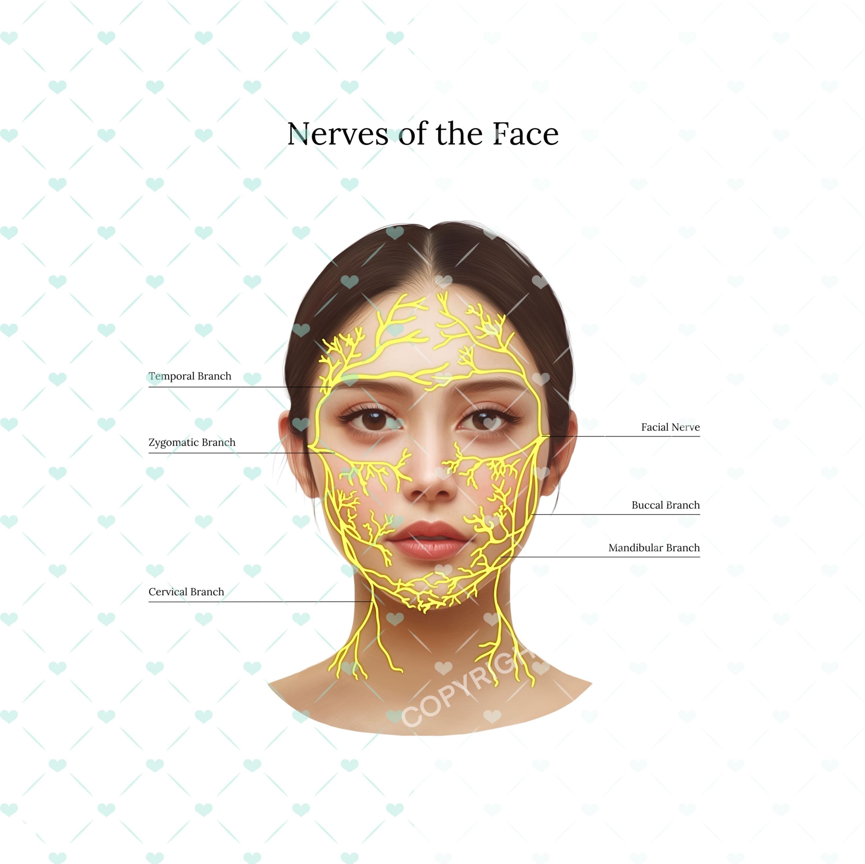 Facial Anatomy Bundle | Botox & Filler Injector | Anatomy | Esthetician ...
