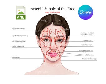 Blood Vessels the Face | Botox & Filler Injector | Facial Arteries ...