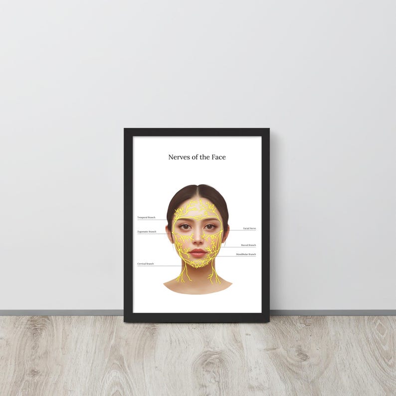 Framed Poster Nerve of the Face | Botox & Filler Injector | Aesthetic ...