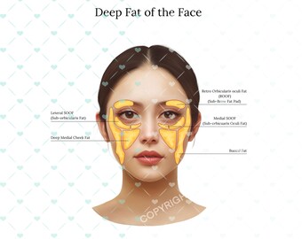 Deep Fat Pads the Face | Botox & Filler Injector | Anatomy | Art ...