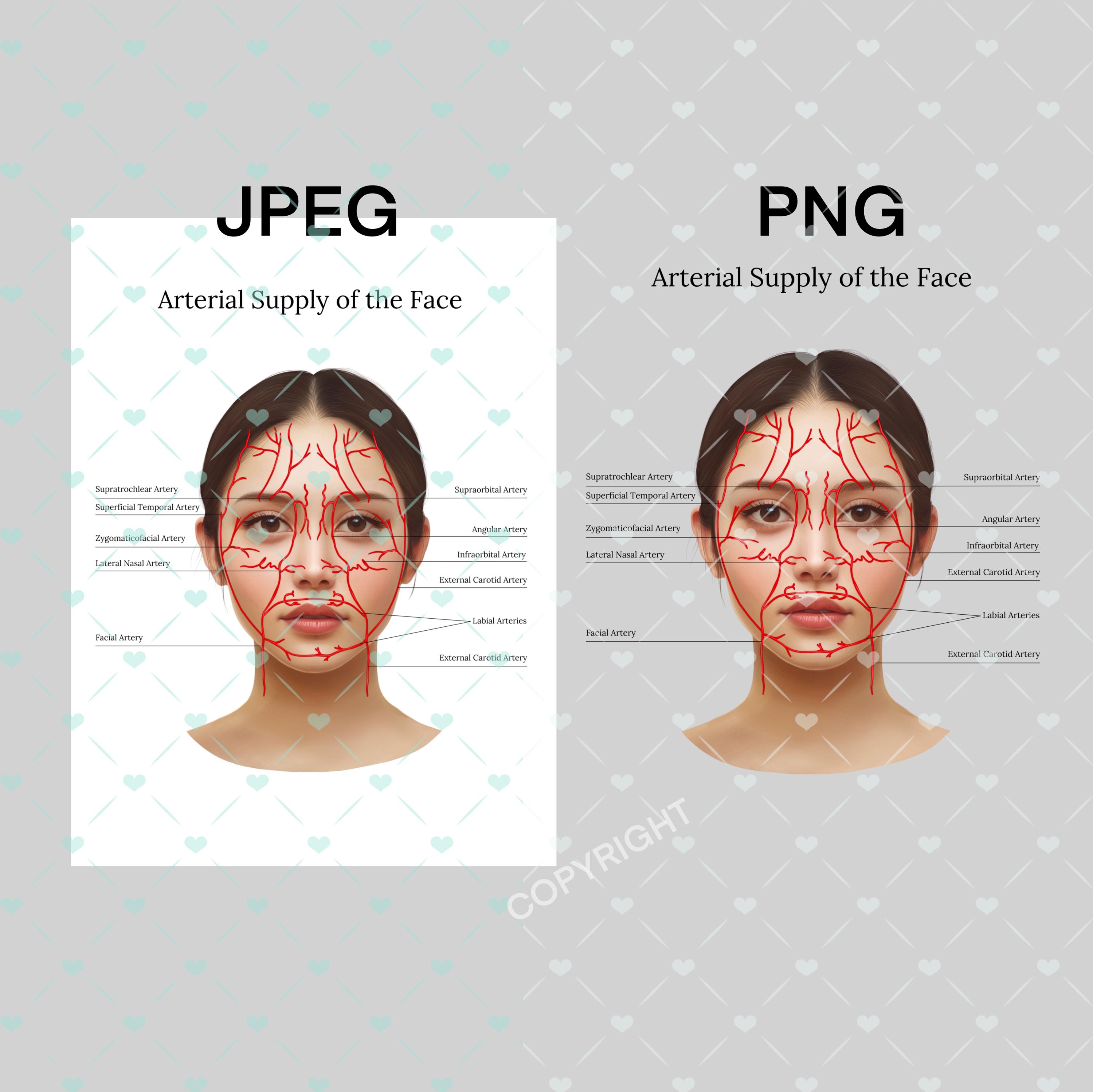 Blood Vessels the Face PNG | Botox & Filler Injector | Facial Arteries ...