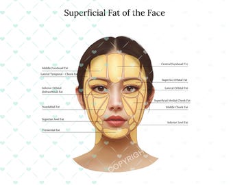 Deep Fat Pads the Face | Botox & Filler Injector | Anatomy | Art ...