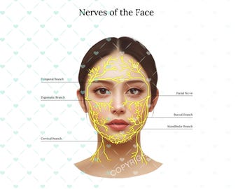 Nerves of the Face | Botox & Filler Injector | Aesthetic Practice ...