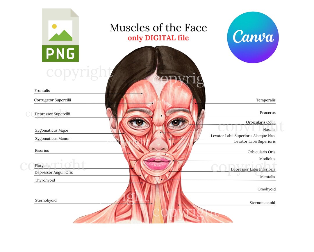 Muscles of the Face and Neck PNG | Botox & Filler Injector | Anatomy ...