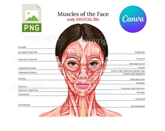 Male Muscles of the Face and Neck | Botox & Filler Injector | Anatomy ...