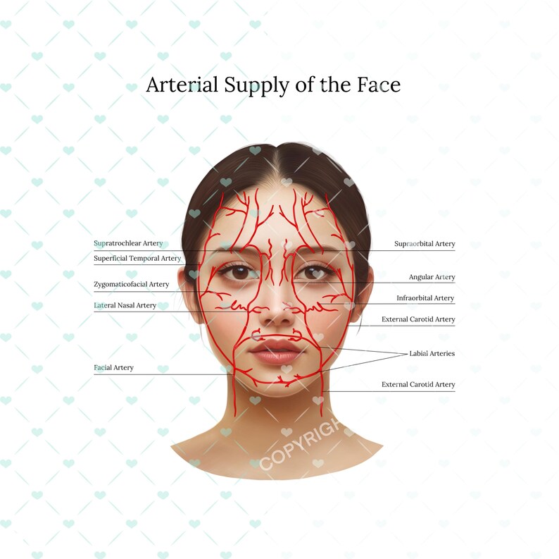 Blood Vessels the Face PNG | Botox & Filler Injector | Facial Arteries ...