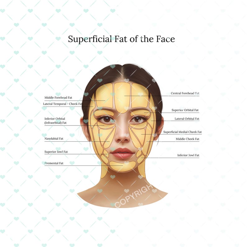 Facial Anatomy Bundle | Botox & Filler Injector | Anatomy | Esthetician ...