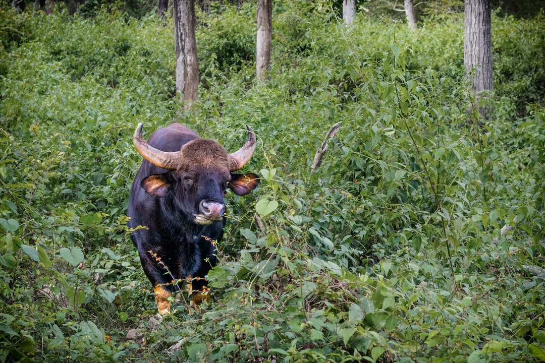 Indian Bison (gaur) Photo Print - Mudumalai Tiger Reserve - Etsy