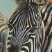 Zebra Print From Painting Zebra Wall Art Decor Colorful Zebra Lover ...