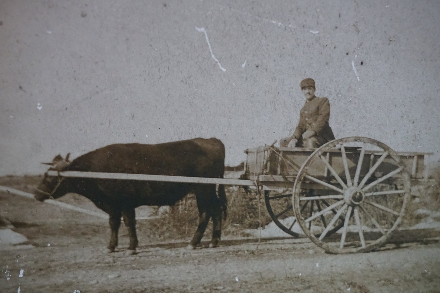 Antique 1890's Cabinet Photo of Man & Single Ox Pulling 2 Wheel Cart - Etsy