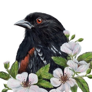 Spotted Towhee Bird Print Blackberry Botanical Realistic Bird Drawing ...