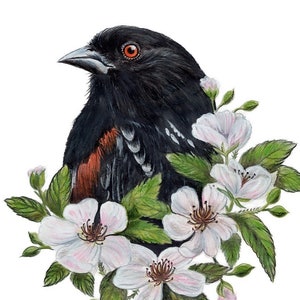 Spotted Towhee Bird Print Blackberry Botanical Realistic Bird Drawing ...