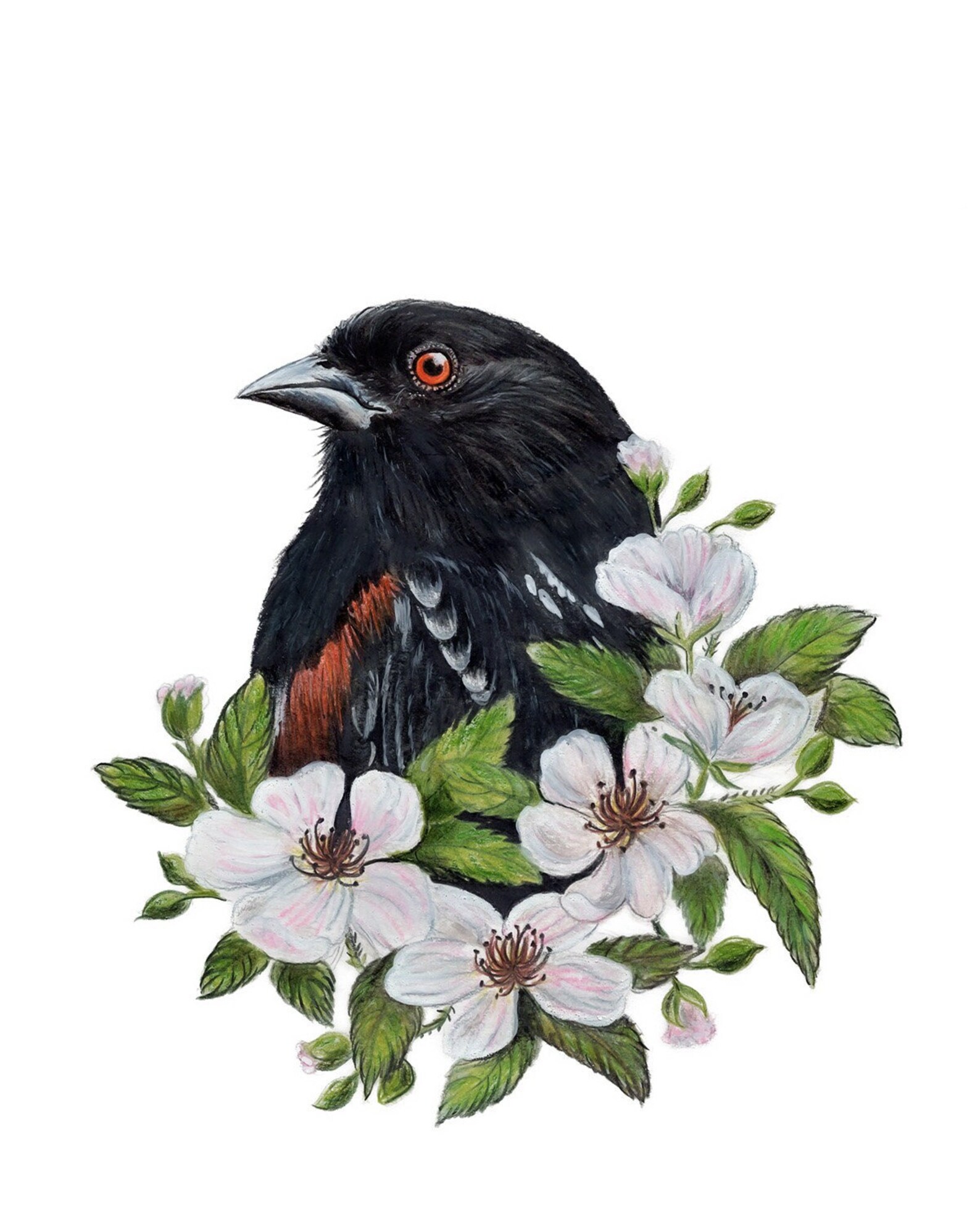 Spotted Towhee Bird Print Blackberry Botanical Realistic Bird Drawing ...