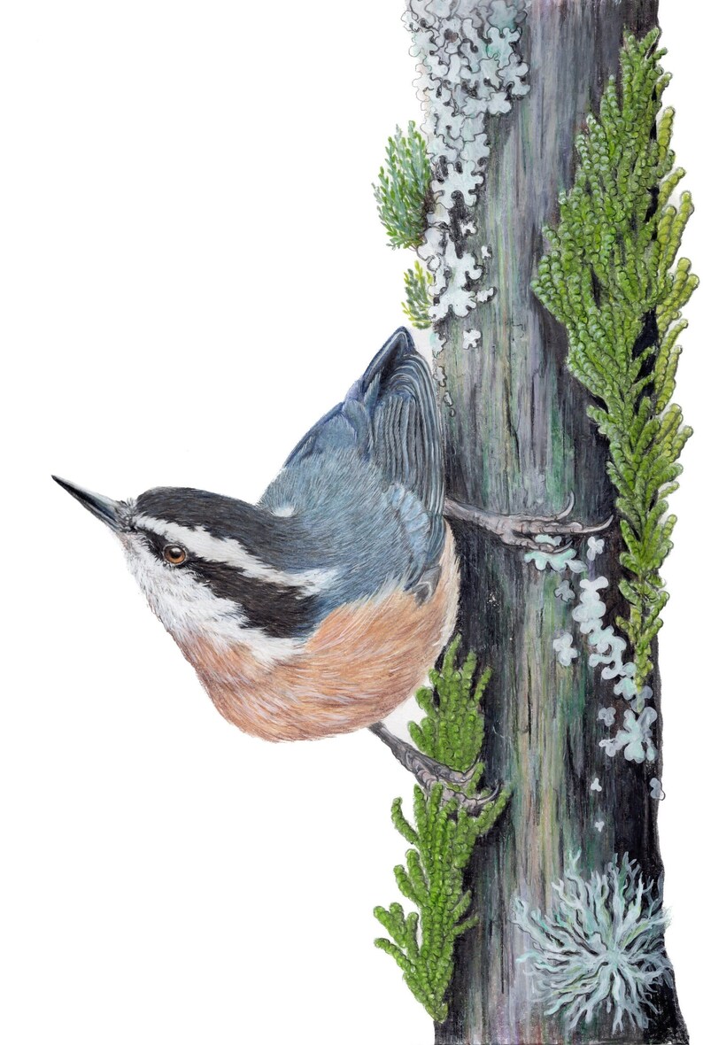 Nuthatch Bird Art Print Botanical Bird With Moss and Lichen Realistic ...