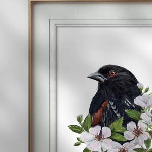 Spotted Towhee Bird Print Blackberry Botanical Realistic Bird Drawing ...