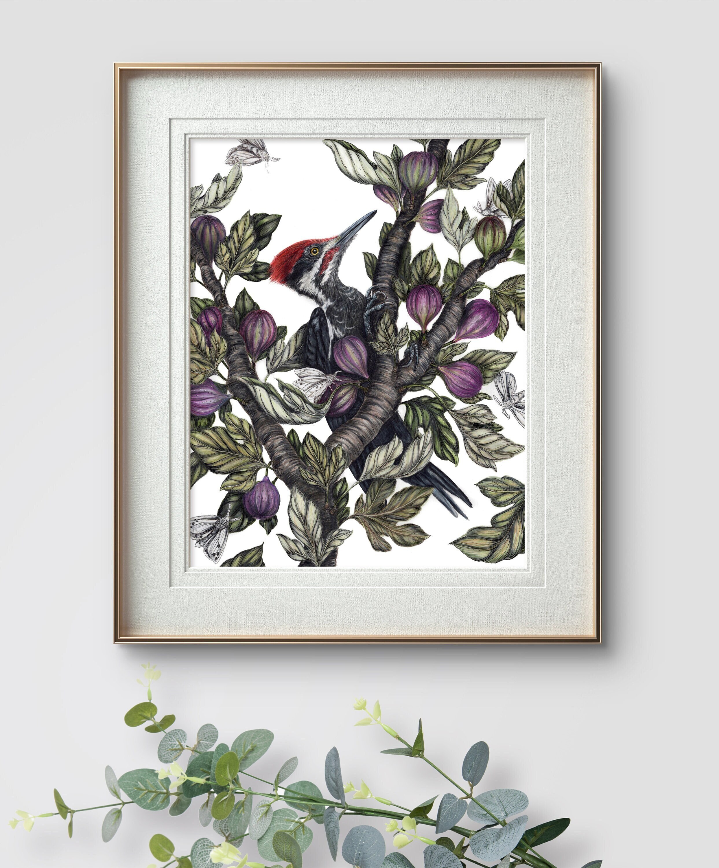 Pileated Woodpecker Art Print Fig Fruit & Moth Realistic Drawing ...