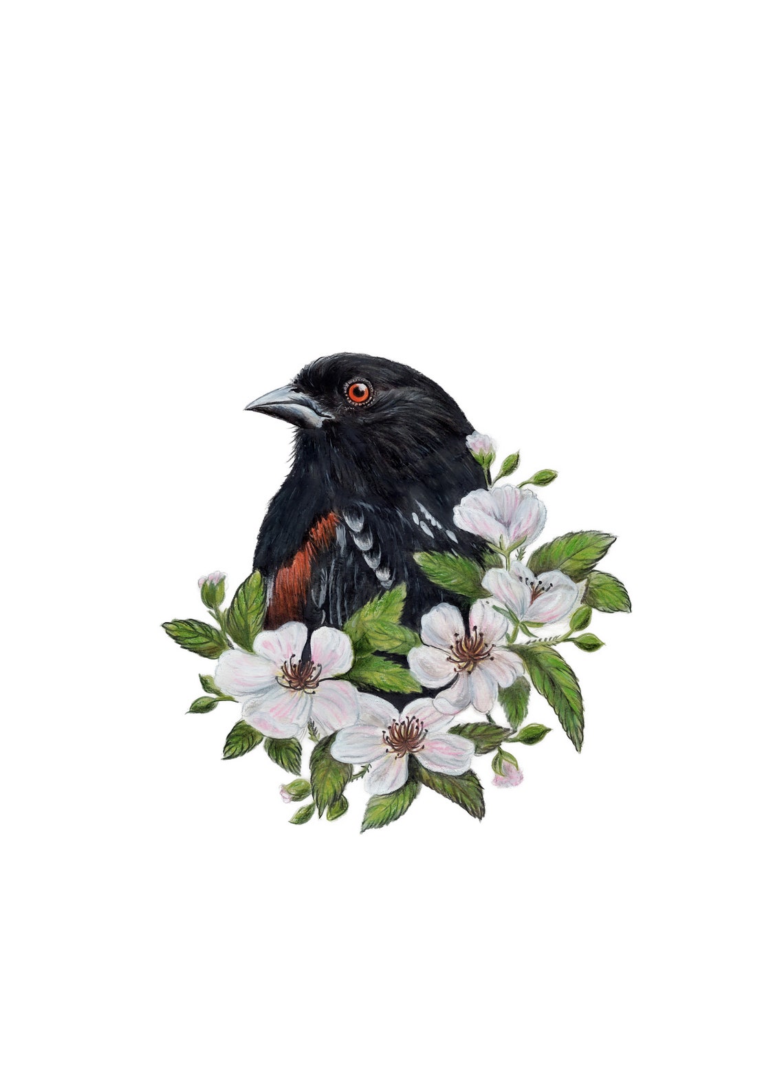 Spotted Towhee Bird Print Blackberry Botanical Realistic Bird Drawing ...