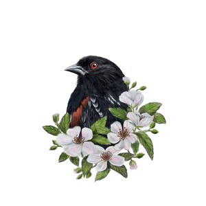 Spotted Towhee Bird Print Blackberry Botanical Realistic Bird Drawing ...