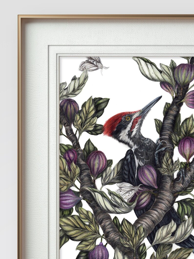 Pileated Woodpecker Art Print Fig Fruit & Moth Realistic Drawing ...
