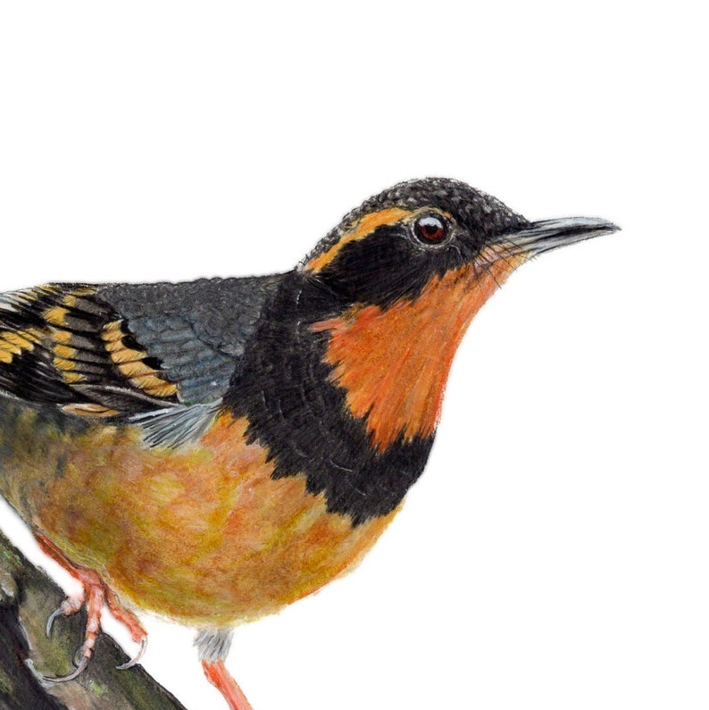 Varied Thrush Art Print Botanical Bird and Moss Realistic Drawing ...