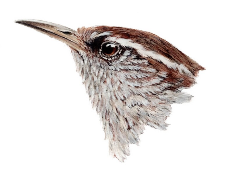 Wren Art Print Bewick's Wren Realistic Drawing Ornithology Bird Gift ...