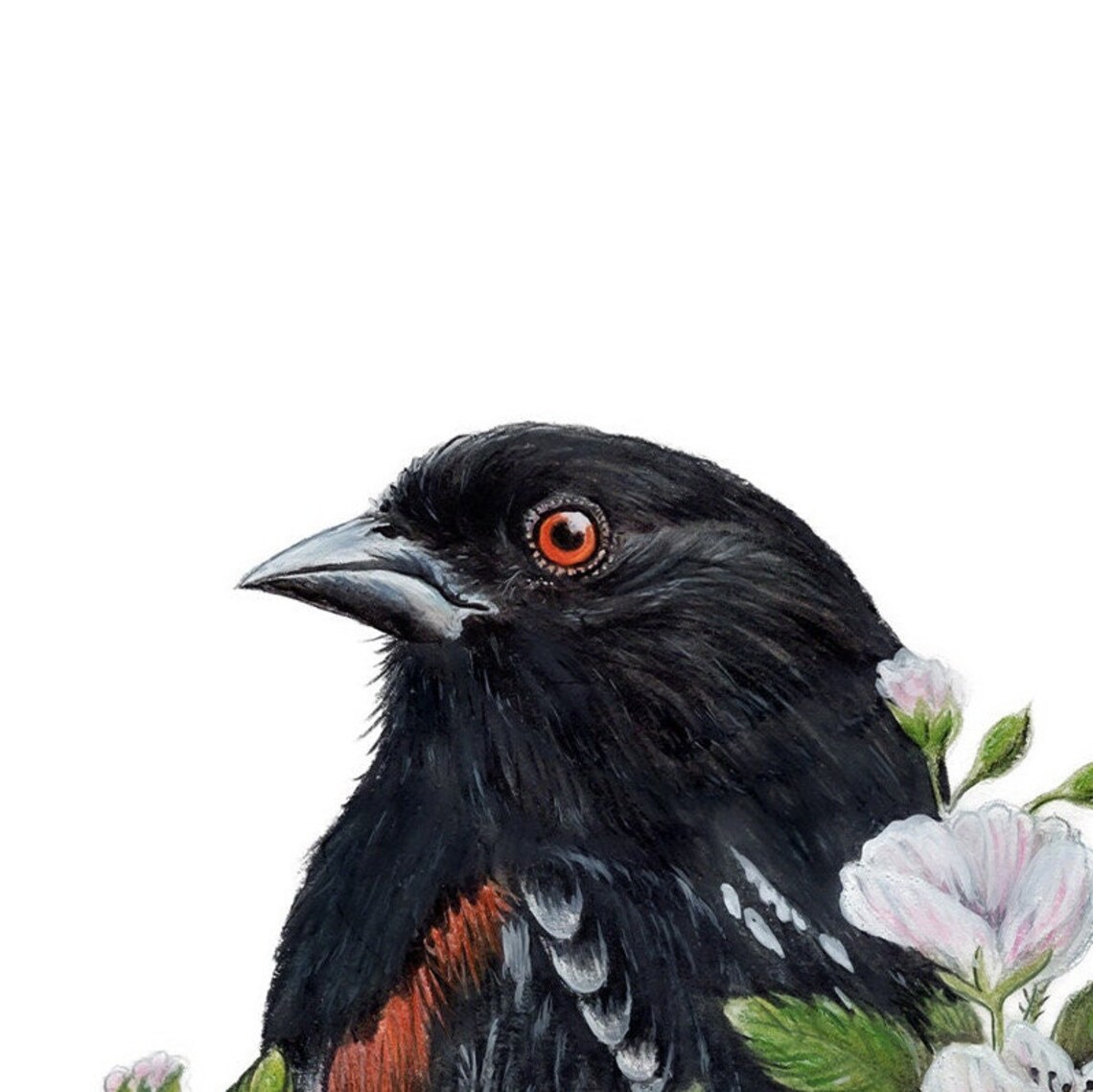 Spotted Towhee Bird Print Blackberry Botanical Realistic Bird Drawing ...