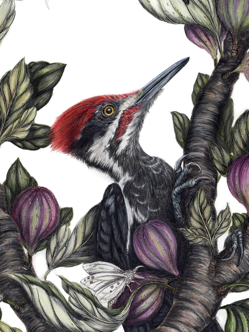 Pileated Woodpecker Art Print Fig Fruit & Moth Realistic Drawing ...