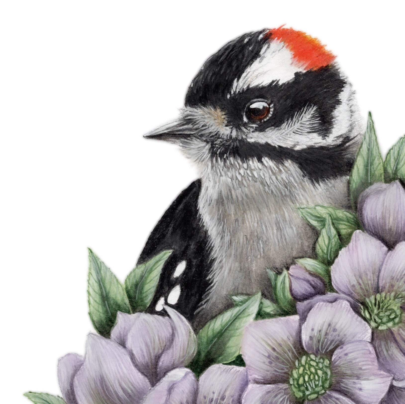 Woodpecker Art Print Hellebore Flower Bird and Botanical Realistic ...