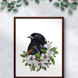 Spotted Towhee Bird Print Blackberry Botanical Realistic Bird Drawing ...