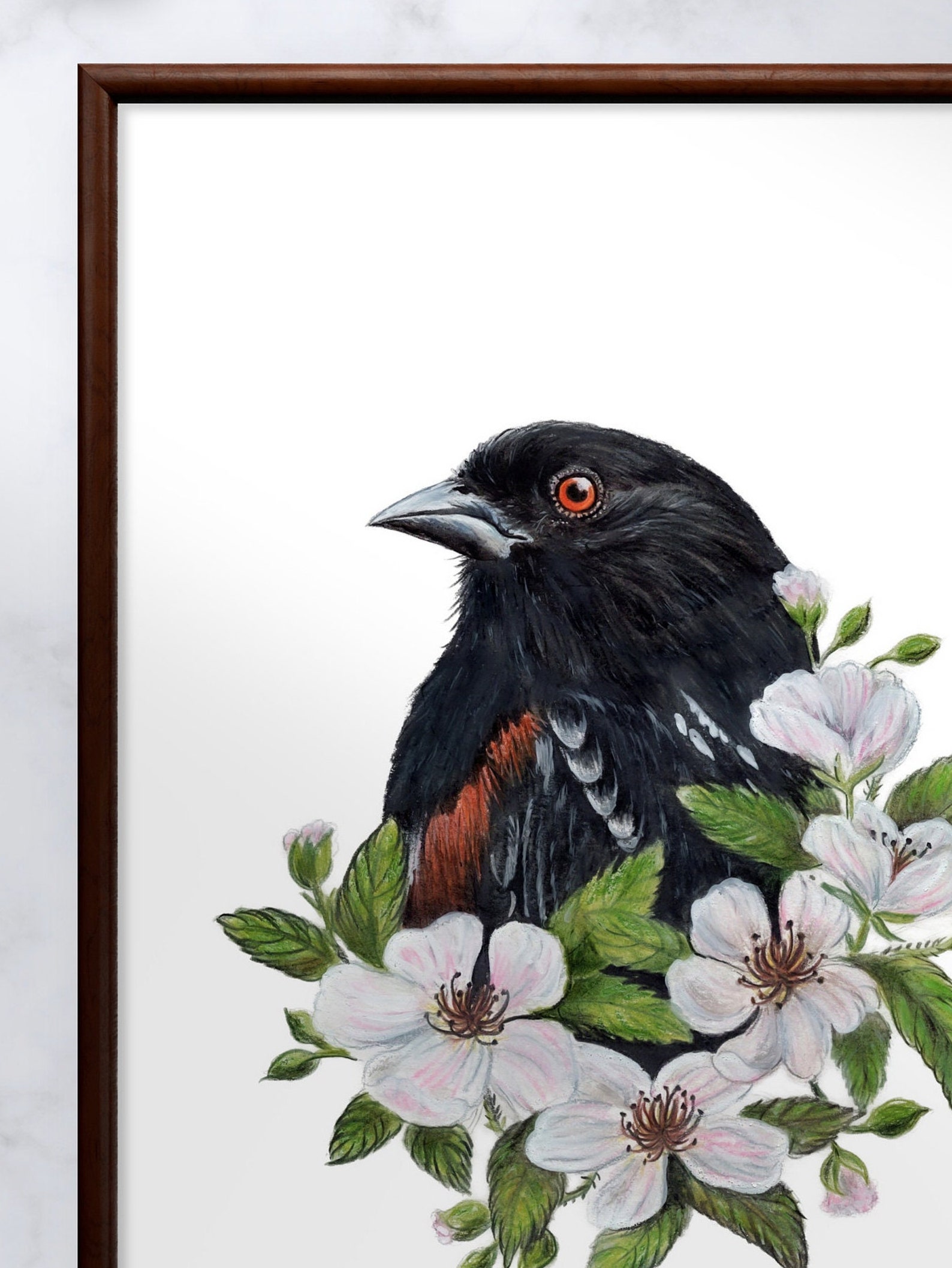 Spotted Towhee Bird Print Blackberry Botanical Realistic Bird Drawing ...