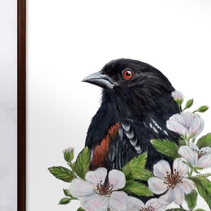 Spotted Towhee Bird Print Blackberry Botanical Realistic Bird Drawing ...
