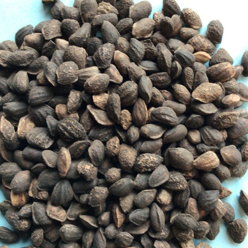 Loblolly Pine Tree Seeds pinus Taeda Piedmont fresh Crop - Etsy