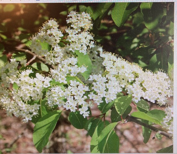 Northern Wild Raisin