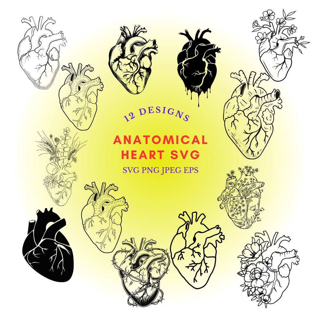 Nuevo svg, anatomía svg, paquete de svg corazón anatómico, svg corazón ...